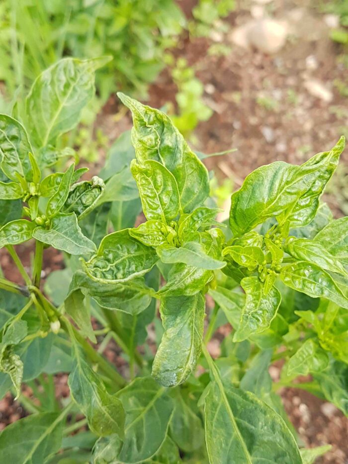 Chilli leaf curl virus | Agrio