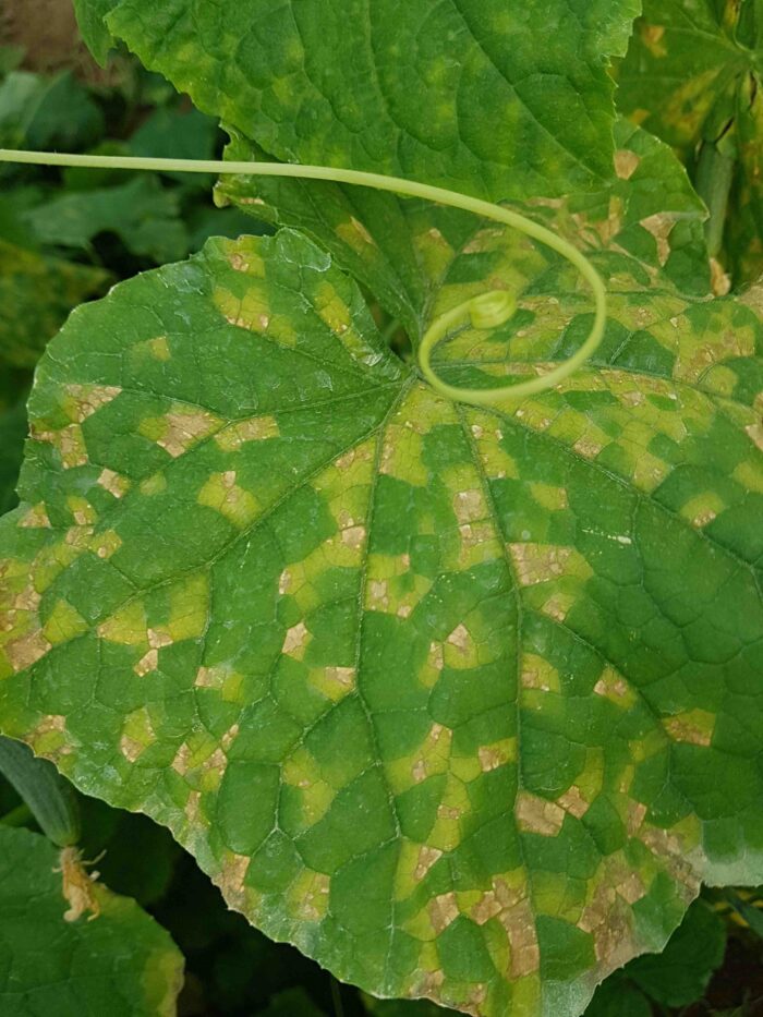 Downy Mildew Agrio downy-mildew-agrio