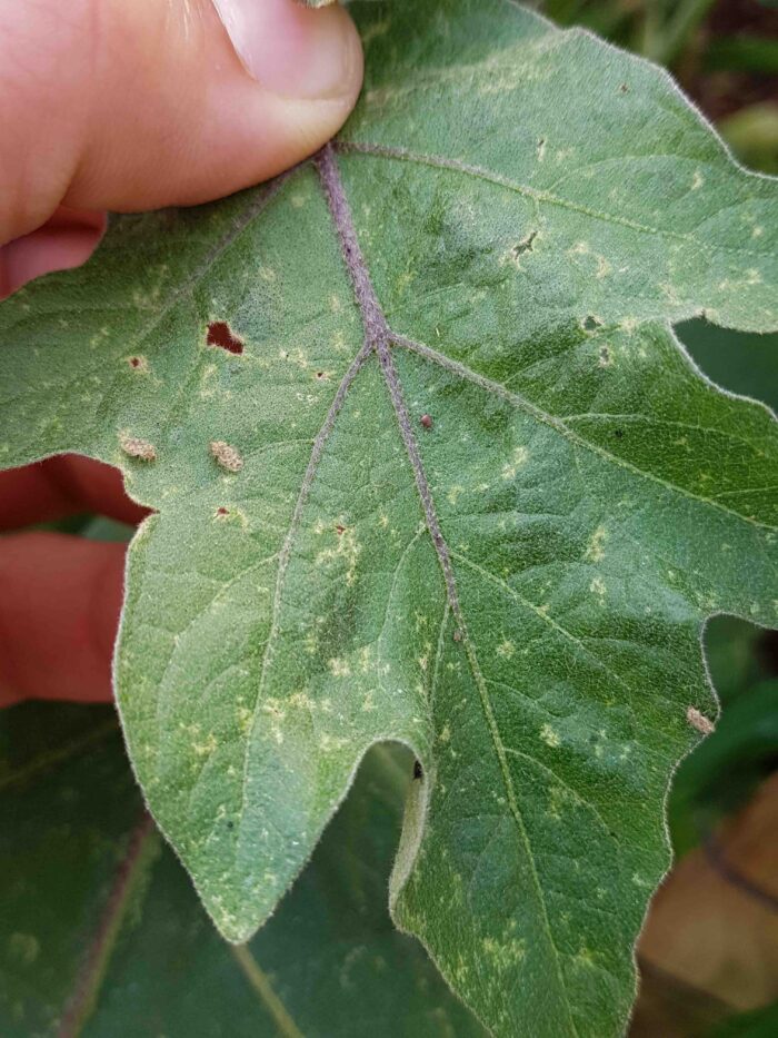 Eggplant lace bug | Agrio