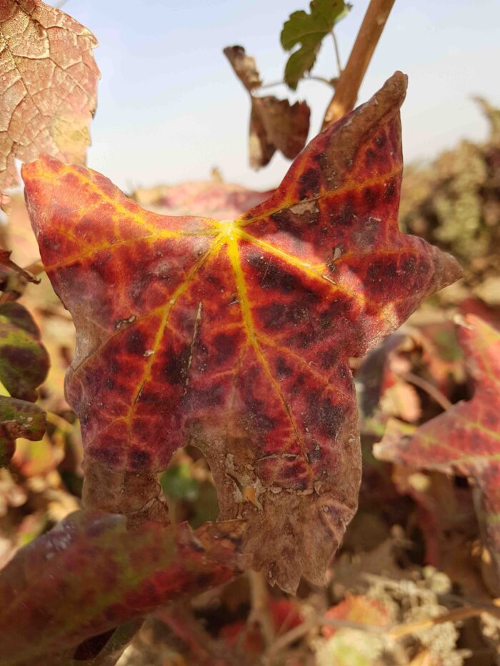 Grapevine leafroll disease | Agrio