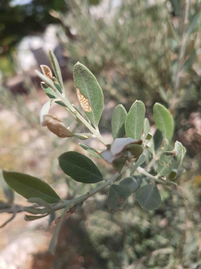 Jasmine Moth | Agrio