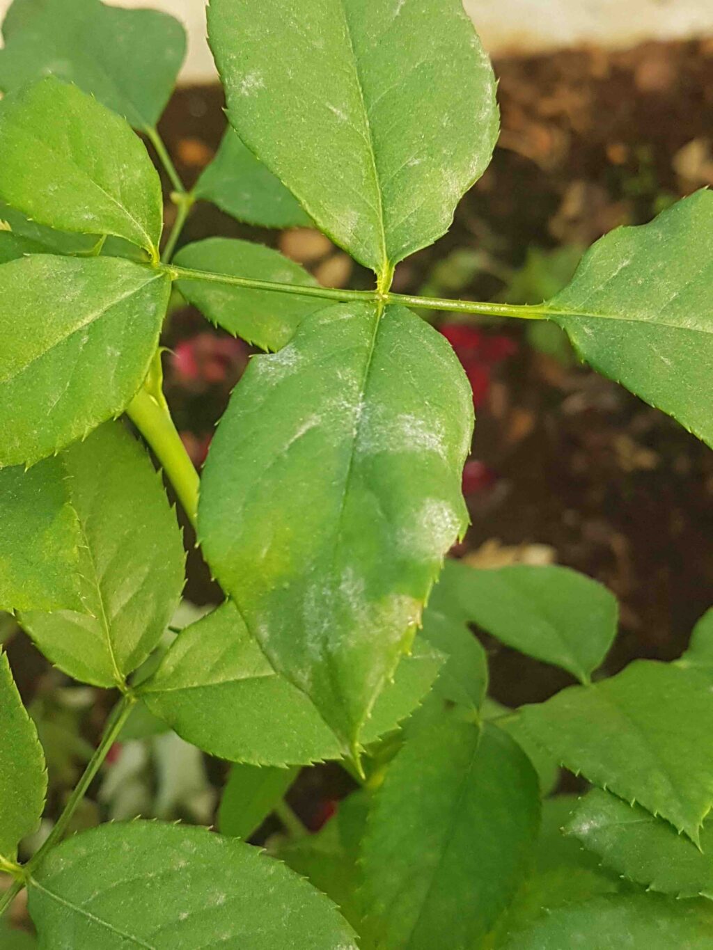 Powdery mildew of roses | Agrio