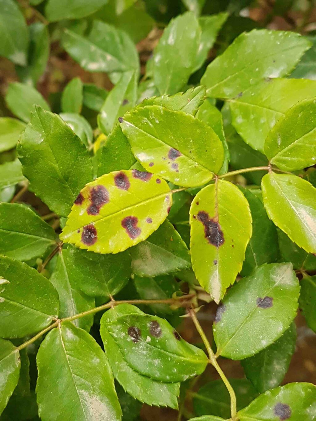 Rose tache noire | Agrio