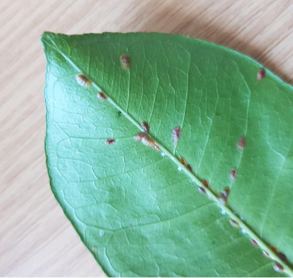 Insectos de escamas suaves | Agrio