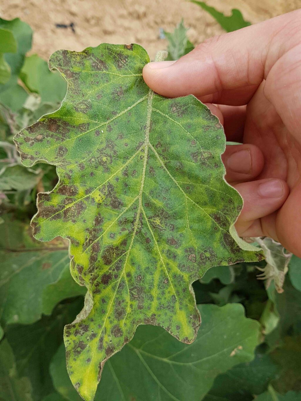 Virus del marchitamiento moteado del tomate | Agrio