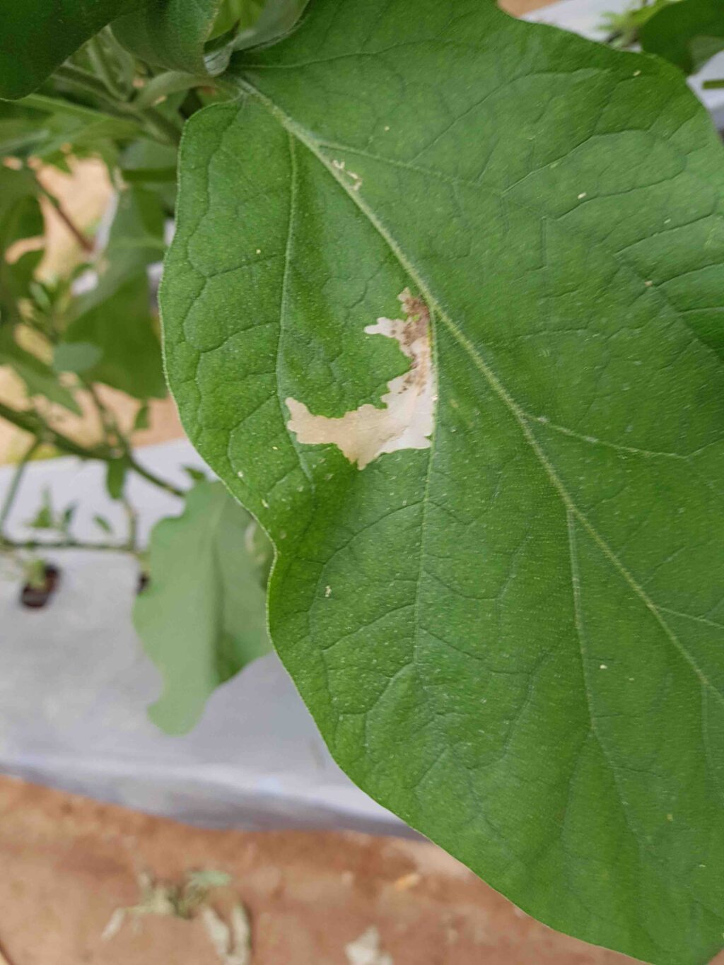 Tuta Absoluta | Agrio