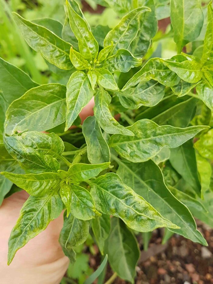 Chilli leaf curl virus | Agrio