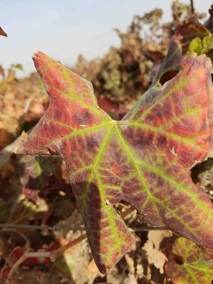 Grapevine leafroll disease | Agrio