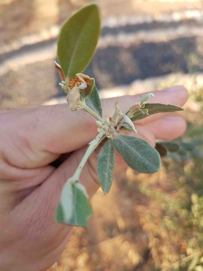 Jasmine Moth | Agrio