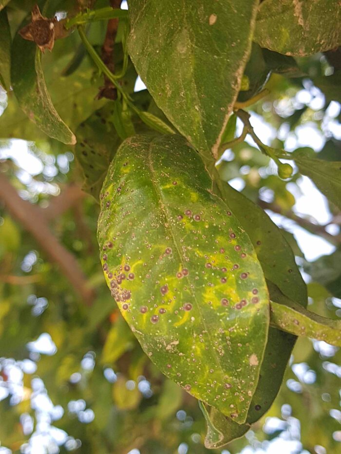 Armored scale insects | Agrio