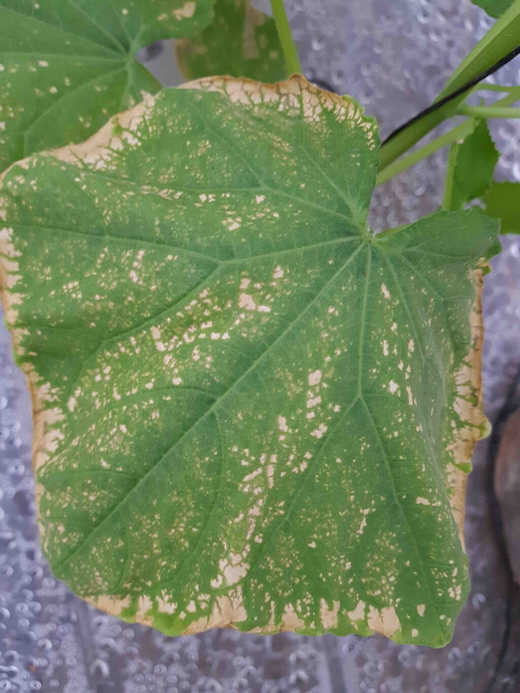 Phytotoxicity | Agrio