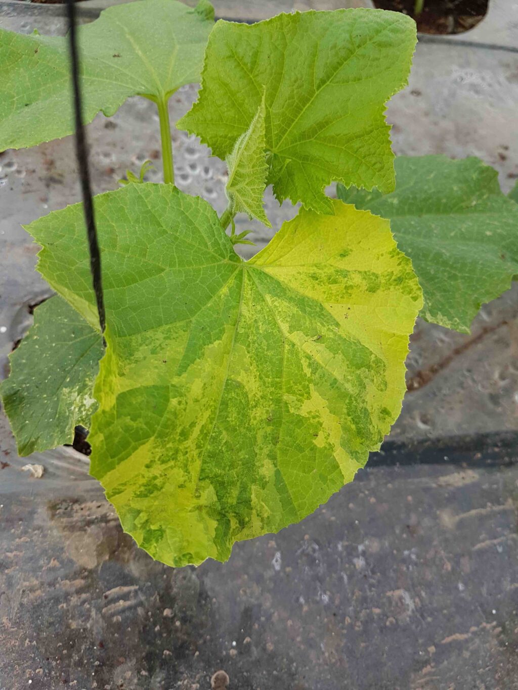 Variegation and Chimera | Agrio