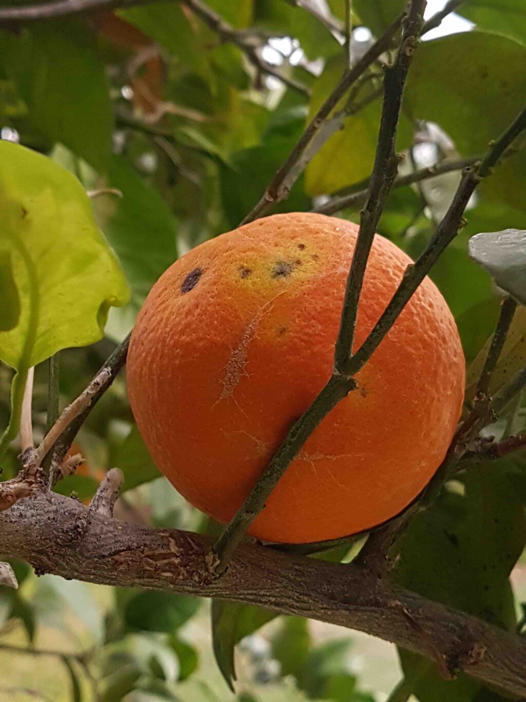 Fruit Fly Alert | Agrio