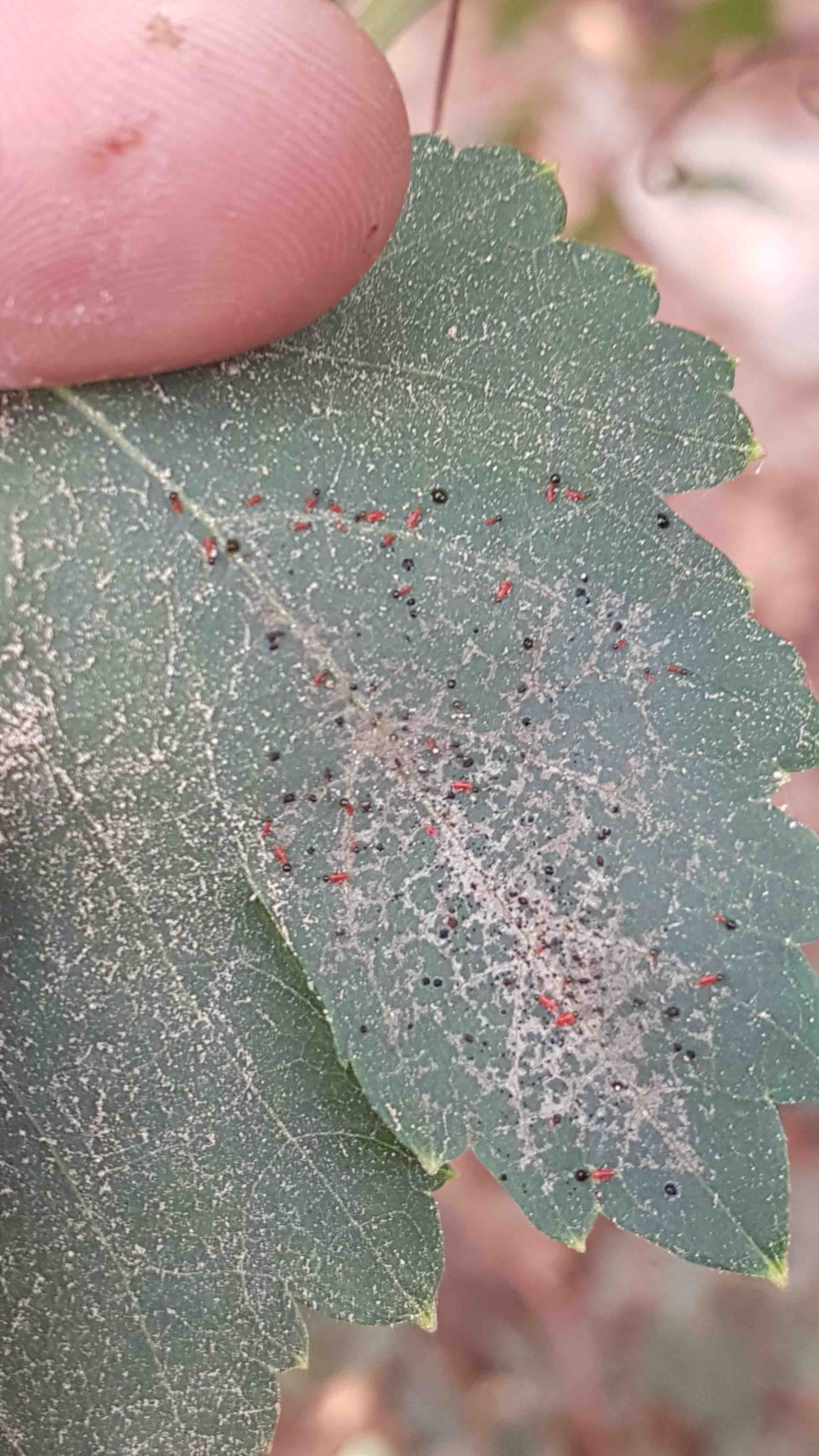 Retithrips Syriacus | Agrio