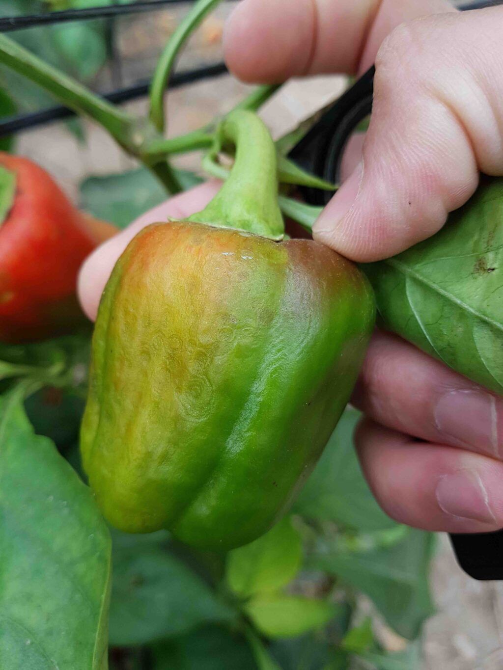 Tomato Spotted Wilt Virus | Agrio