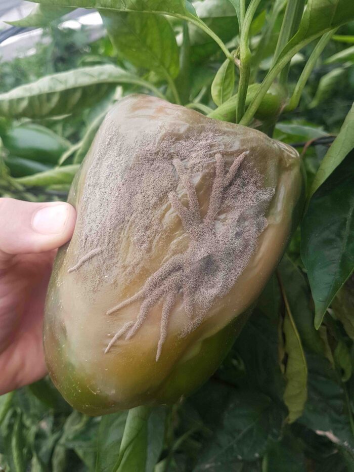 Botrytis cinerea | Agrio