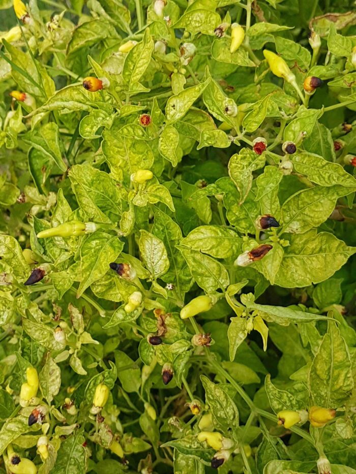Chilli leaf curl virus | Agrio