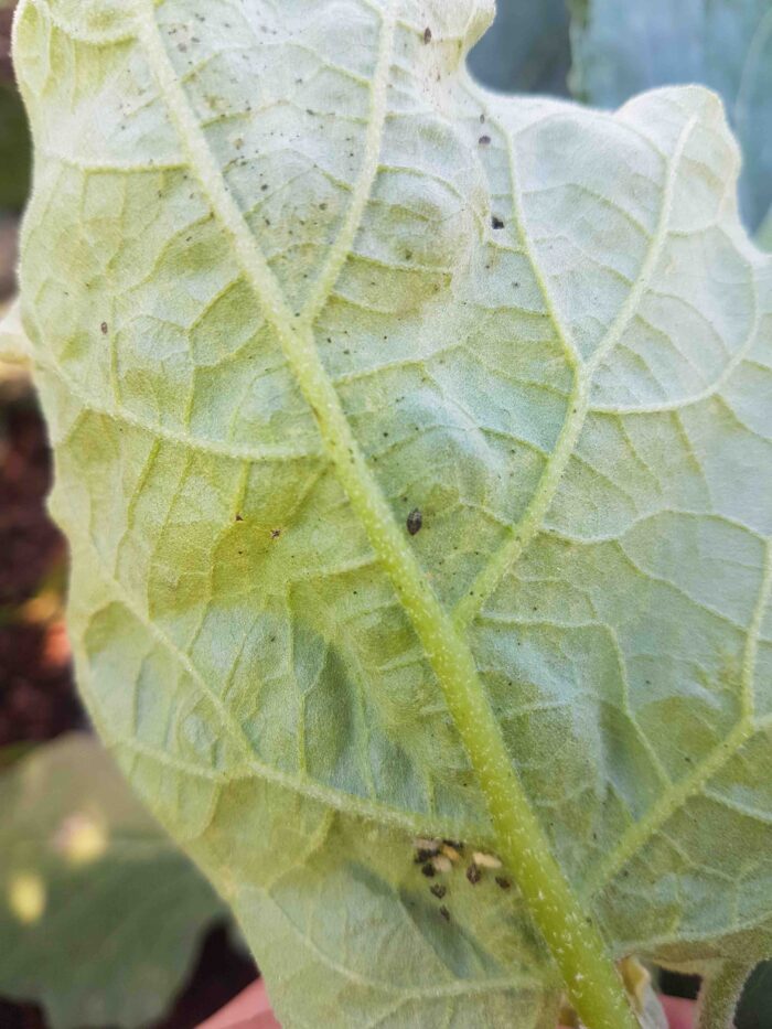 Eggplant lace bug | Agrio