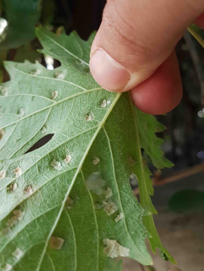 Grape gall mites | Agrio