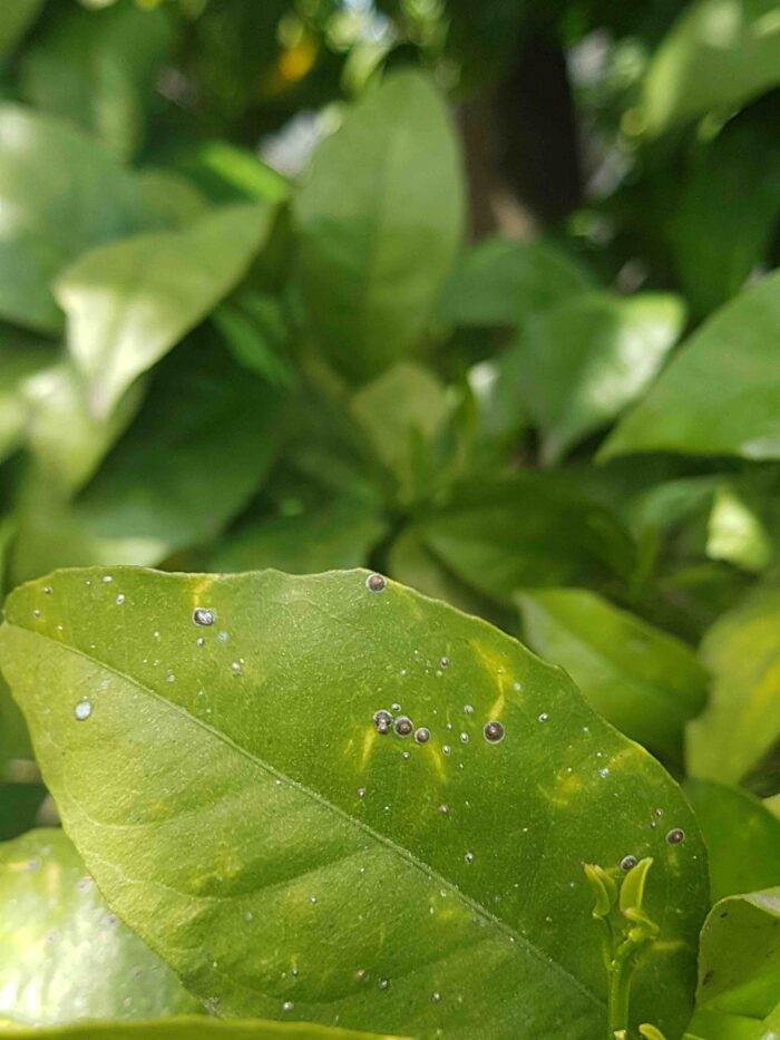 Armored scale insects | Agrio