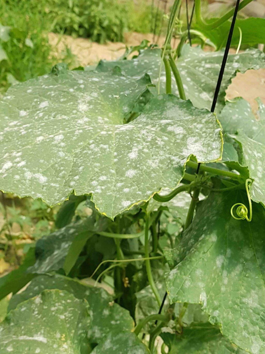 Powdery mildew of cucurbits | Agrio
