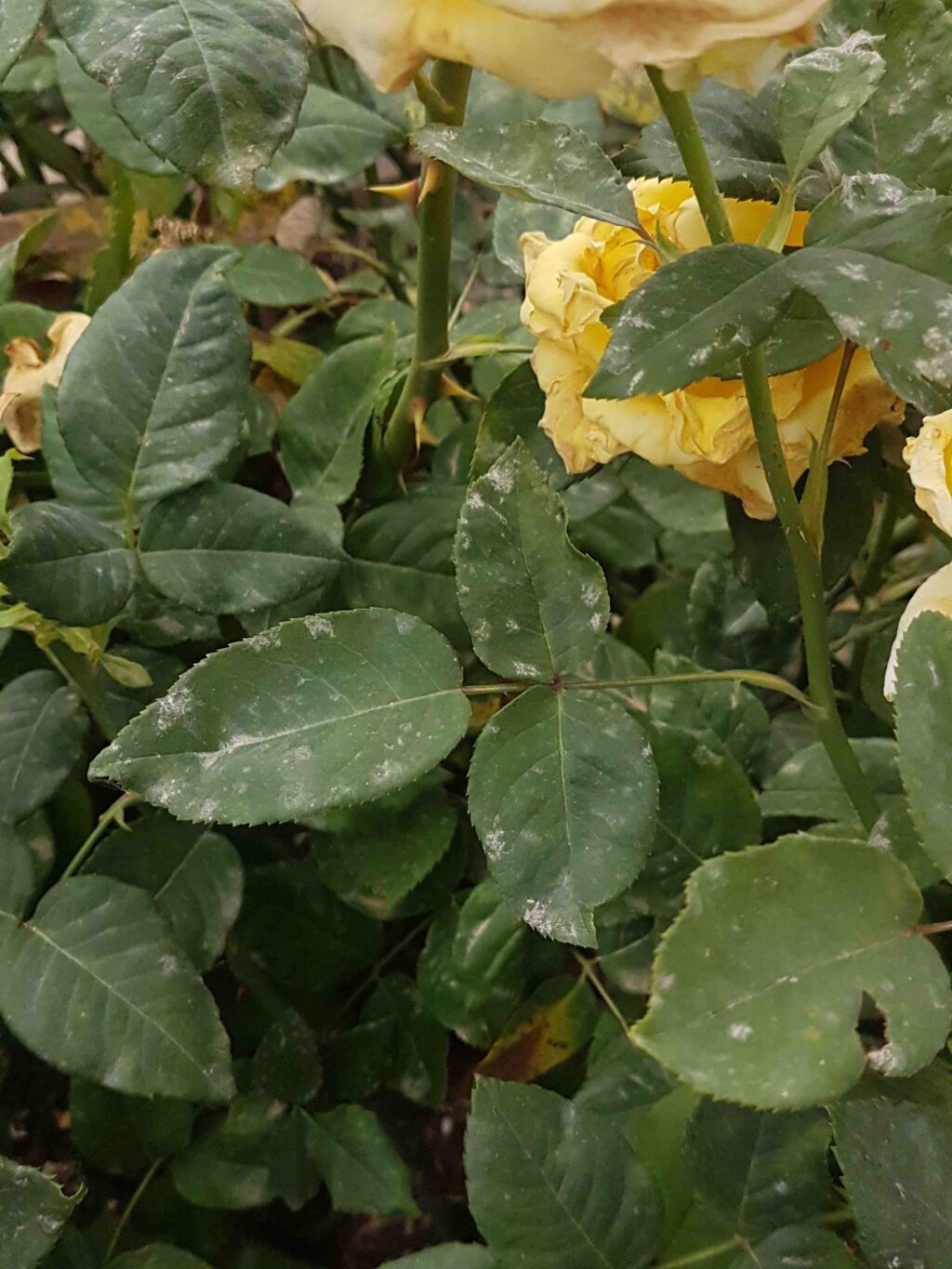 Powdery mildew of roses | Agrio