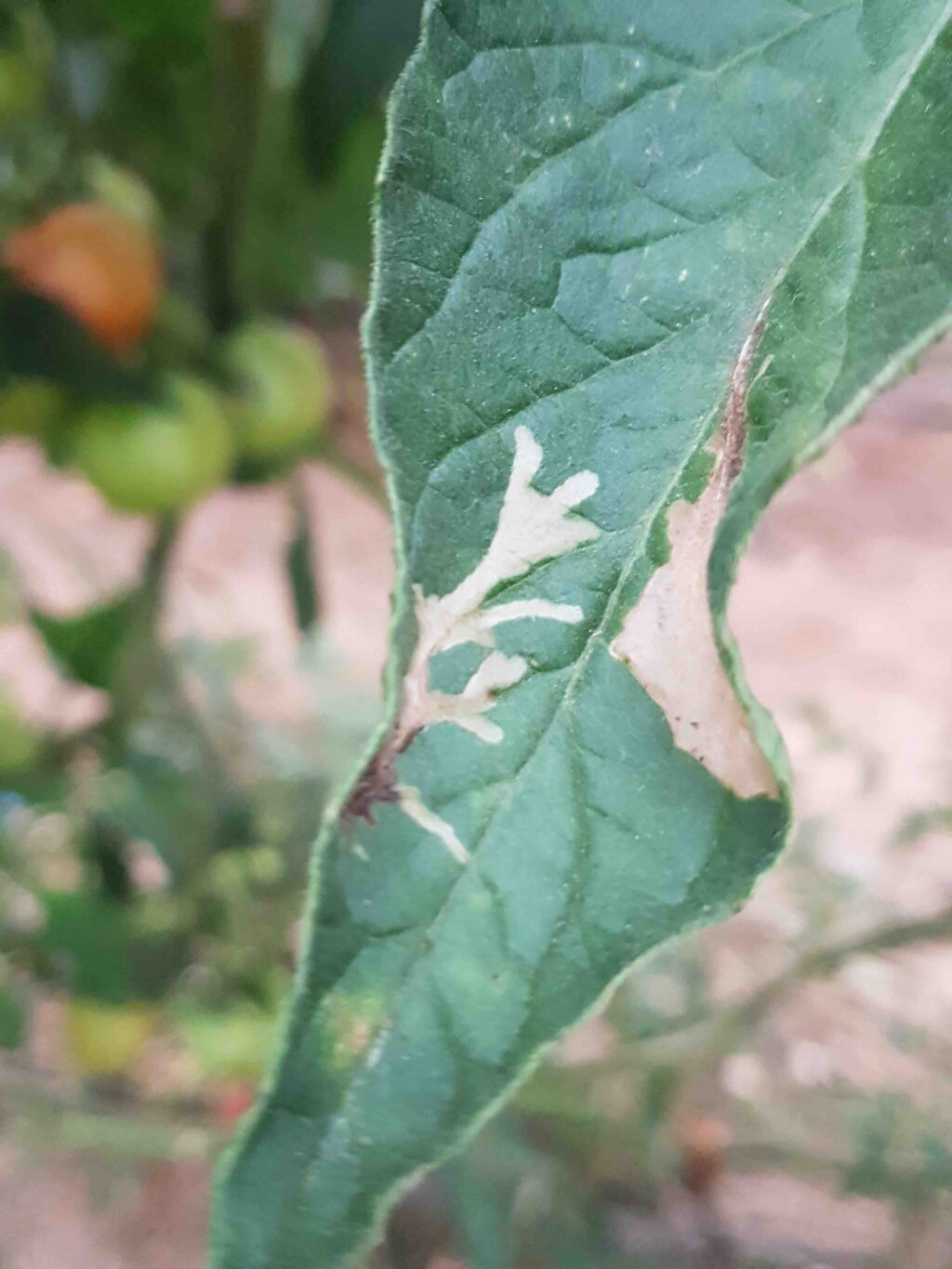 Tuta Absoluta | Agrio