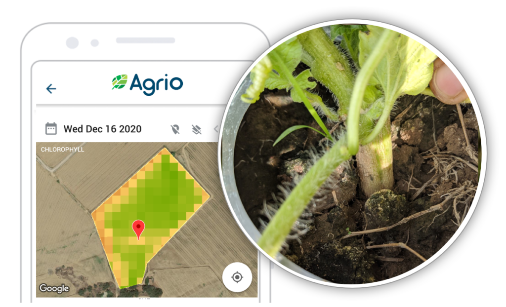 Crop monitoring app that helps mapping chlorophyll remotely | Agrio