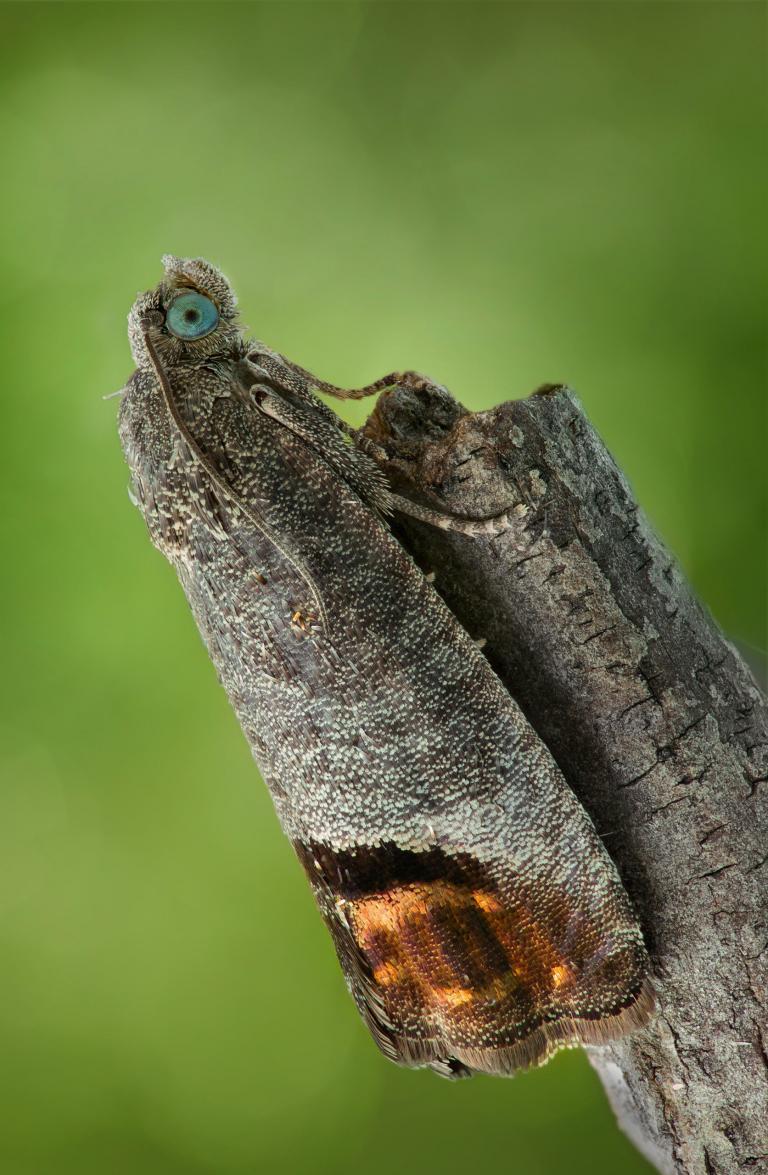 Codling moth | Agrio