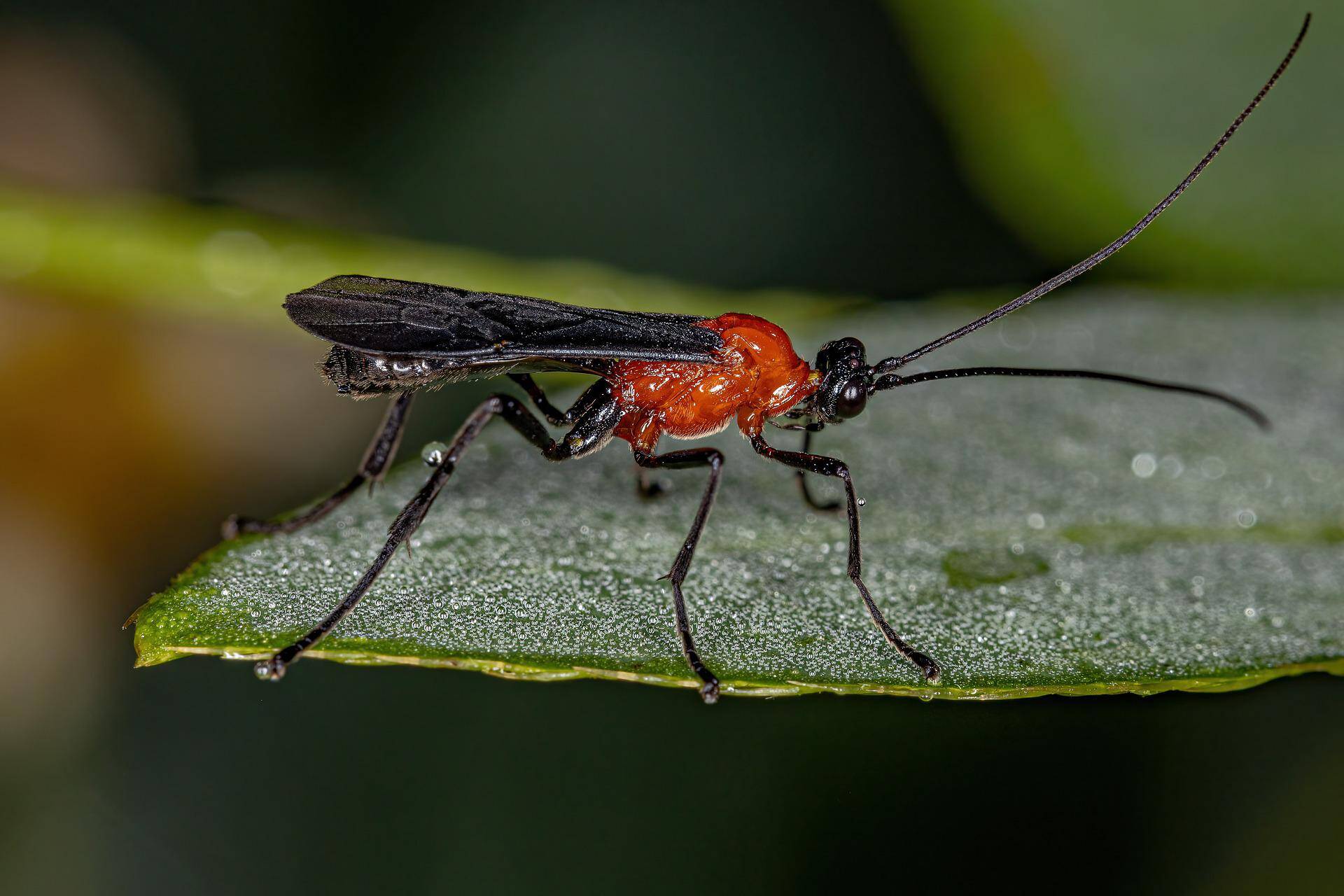 What do you need to know about parasitic wasps in agriculture | Agrio