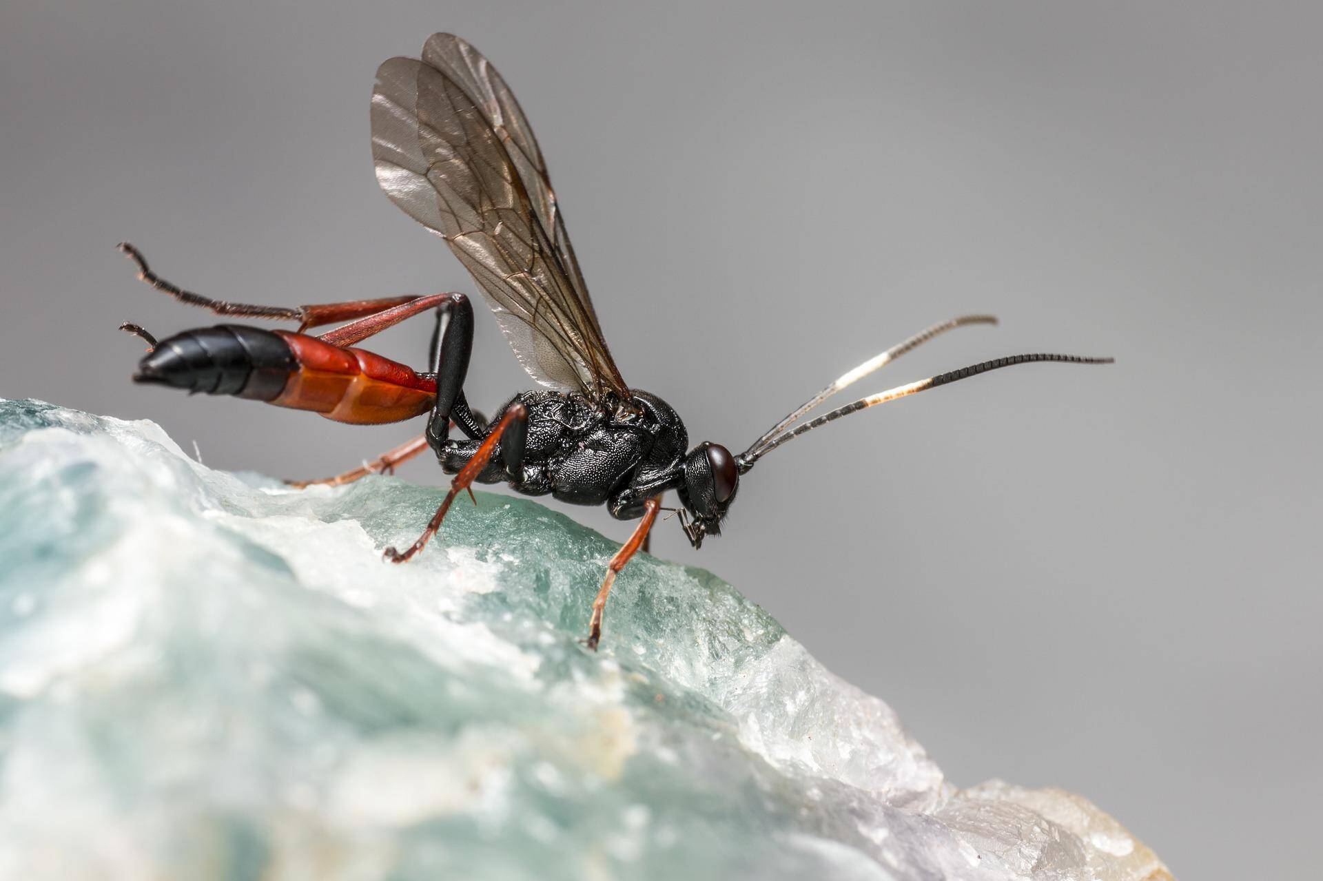 What do you need to know about parasitic wasps in agriculture | Agrio