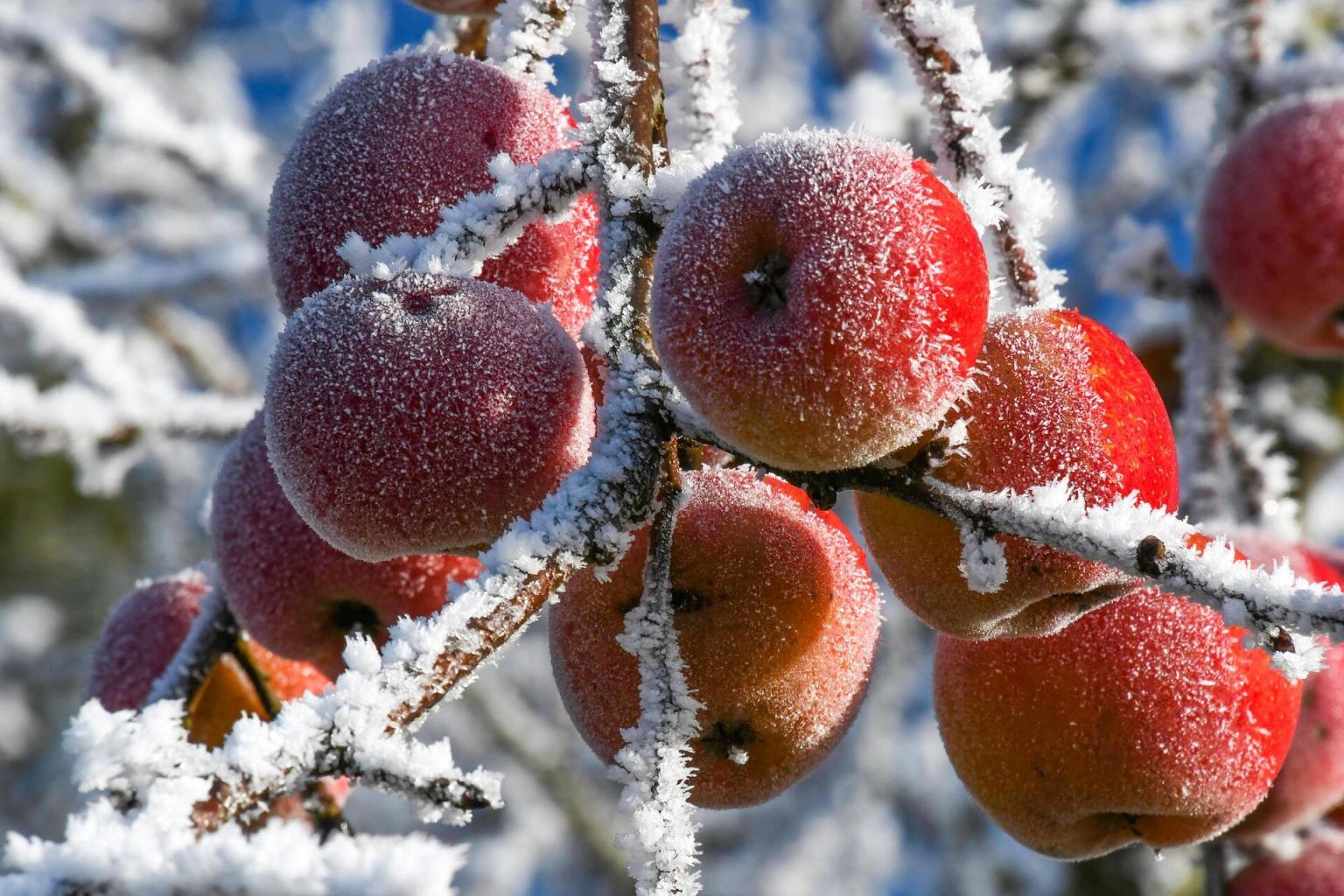 An app that tracks chill hours and simplify fruit tree selection | Agrio